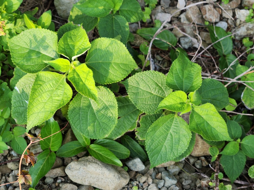 Ramie from 台灣台東縣 on April 6, 2023 at 07:16 AM by 胡正恆(Jackson Hu ...