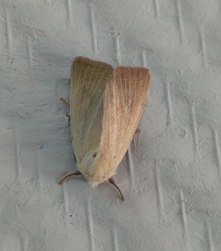 Fen Wainscot from Вяжищи on July 12, 2023 at 10:34 AM by Владимир ...