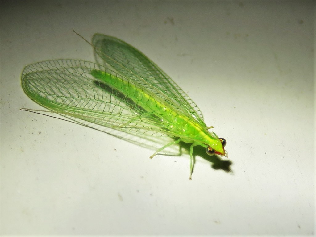 Red-lipped Green Lacewing (Insects of the Fort Worth Botanic Garden ...