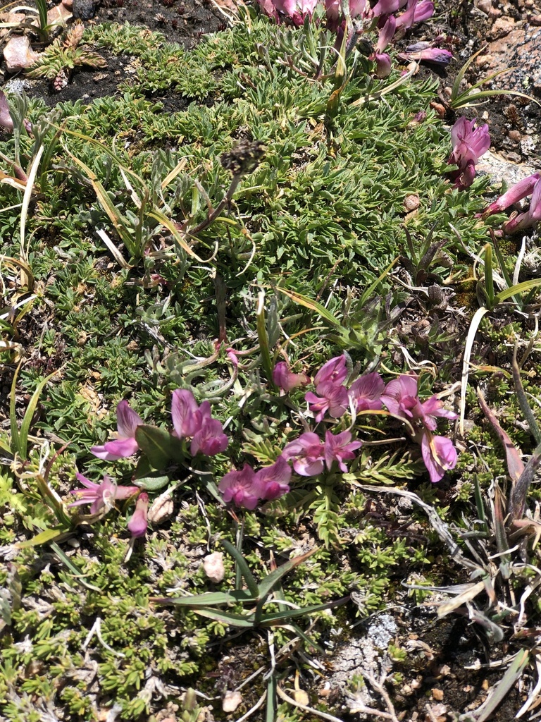 Dwarf Clover from Shoshone National Forest, Cody, WY, US on July 11 ...