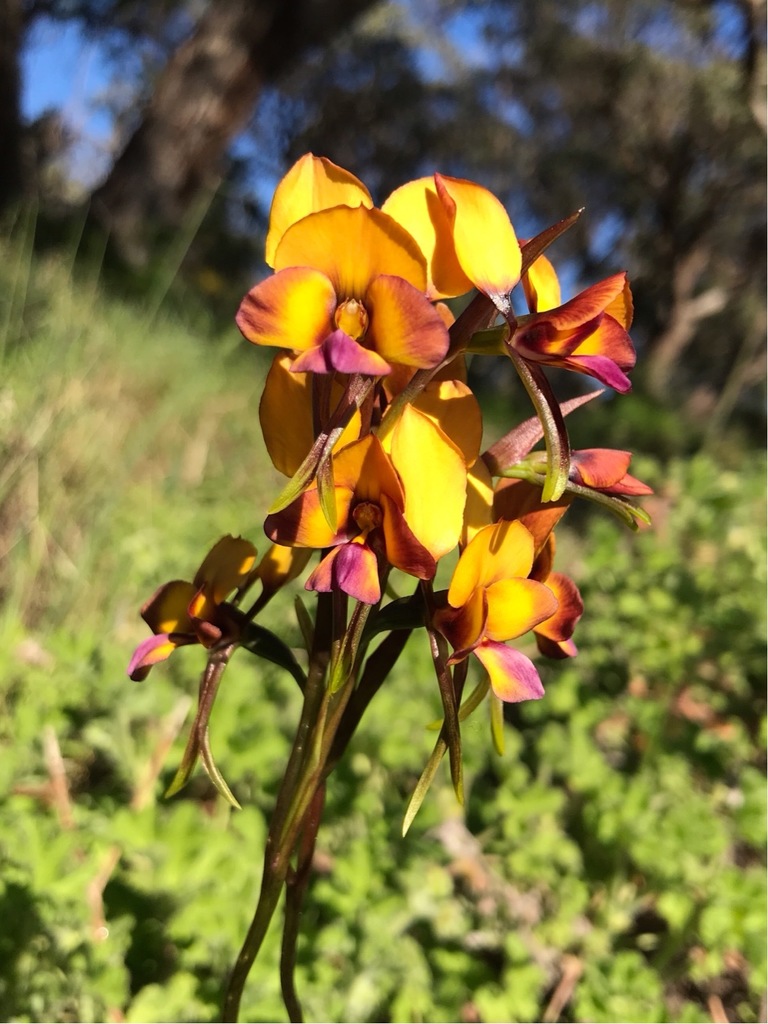 large pansy orchid in January 2019 by QuestaGame. Sighting and photos ...