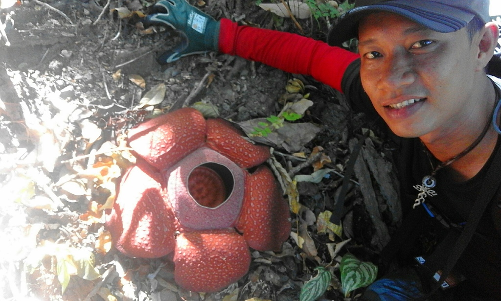 Rafflesia speciosa from mt.Napulak on January 23, 2016 by Julius. One ...