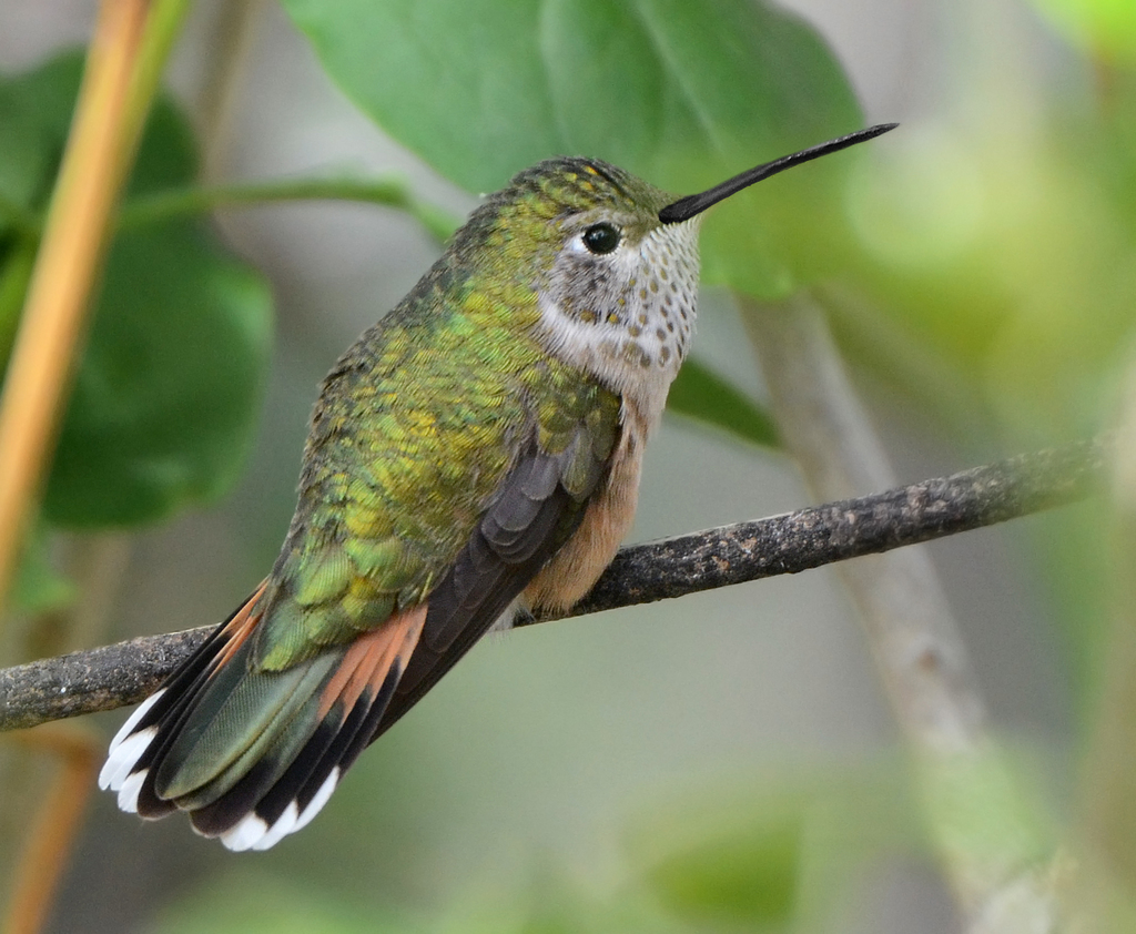Zumbador cola ancha (Colibríes de Oaxaca) · iNaturalist