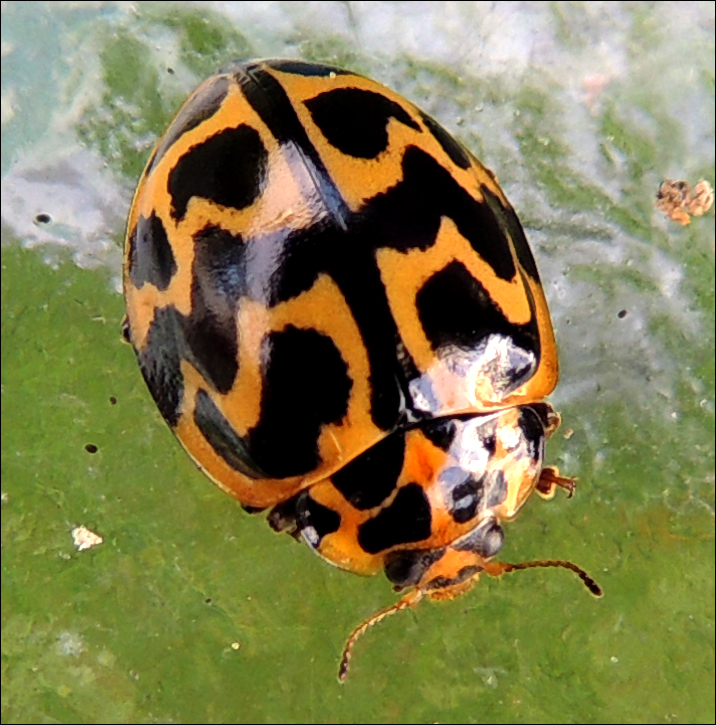 Tasmanian Ladybird (Ladybirds of SW Australia) · BioDiversity4All