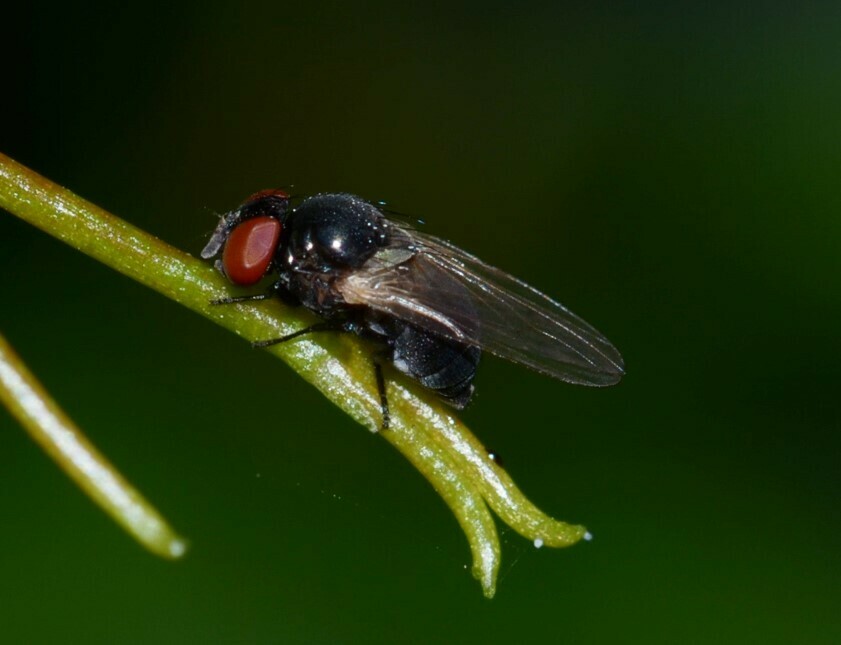 Silba fumosa from 58100 Grosseto GR, Italia on July 11, 2023 by ...