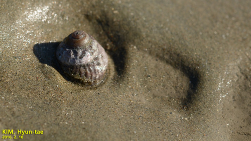 Genus Omphalius · iNaturalist