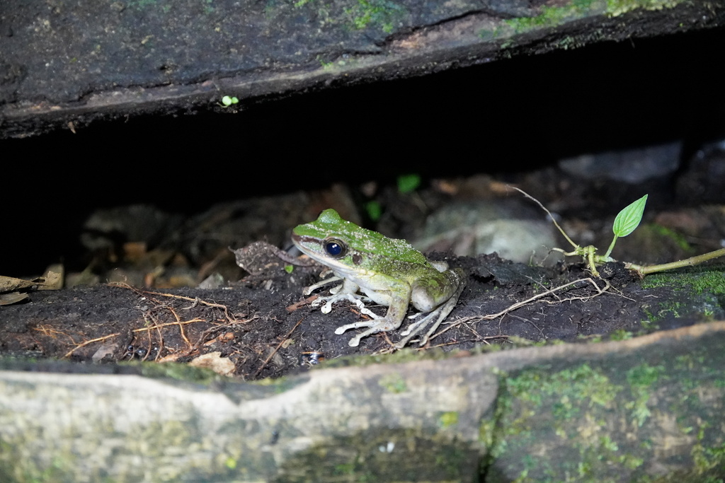 Poisonous Rock Frog from Southeast Aceh, Aceh, Indonesia on June 27 ...