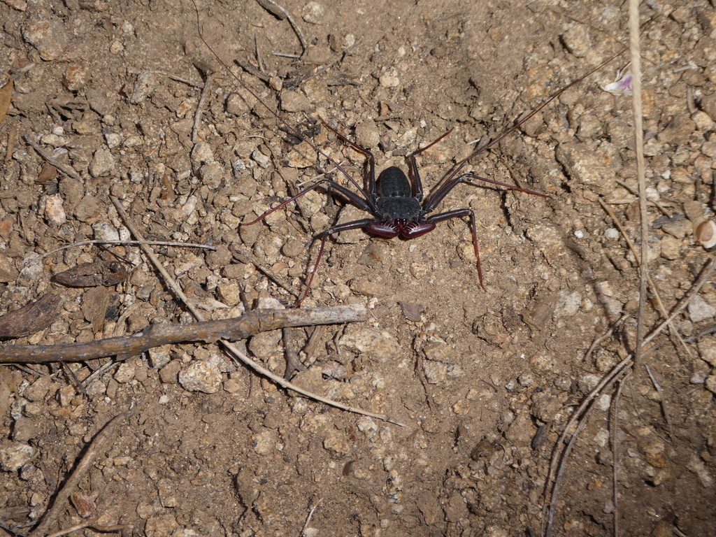 Tendarapo de Arizona desde Alamos, Son., México el 11 de julio de 2023 ...
