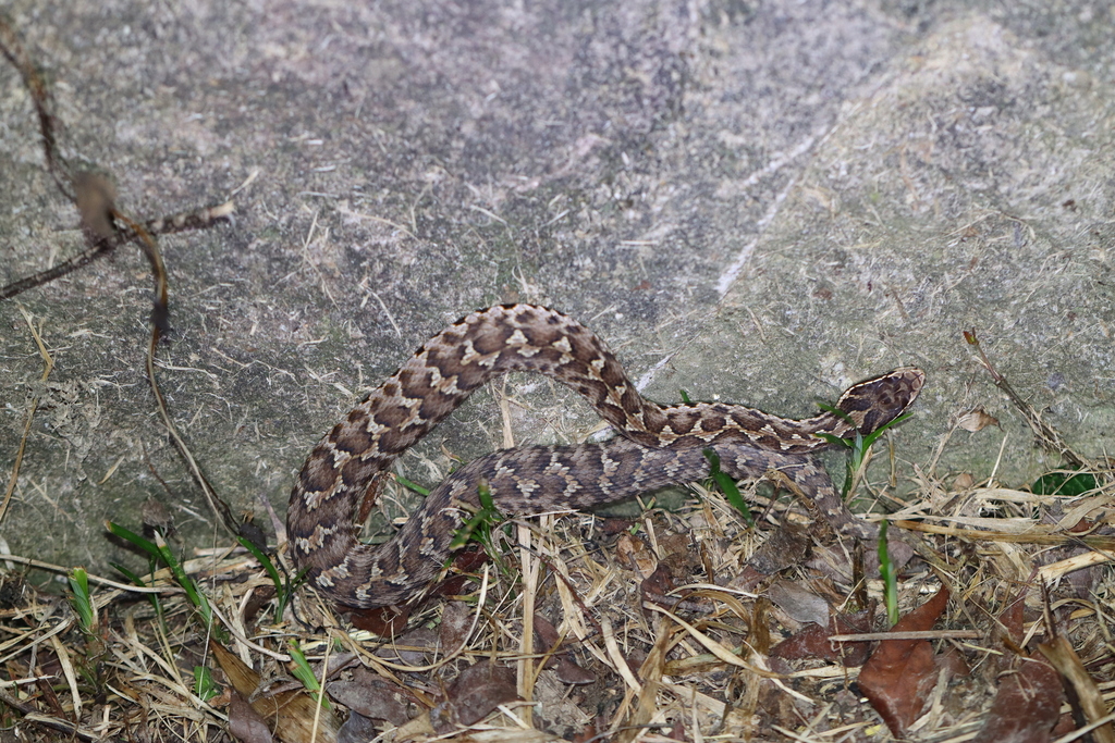 Short-tailed Mamushi from 浙江农林大学 on July 11, 2023 at 01:52 AM by 燕旭阳 ...