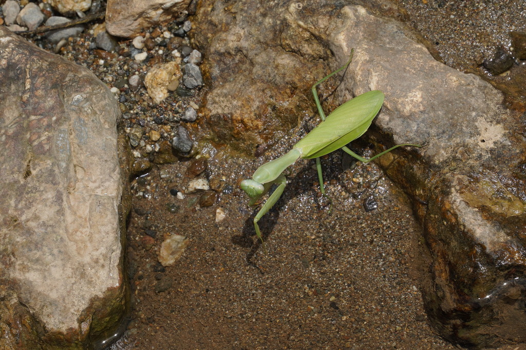 Rhombodera megaera (Mantises of Malaysia,Singapore and Borneo ...