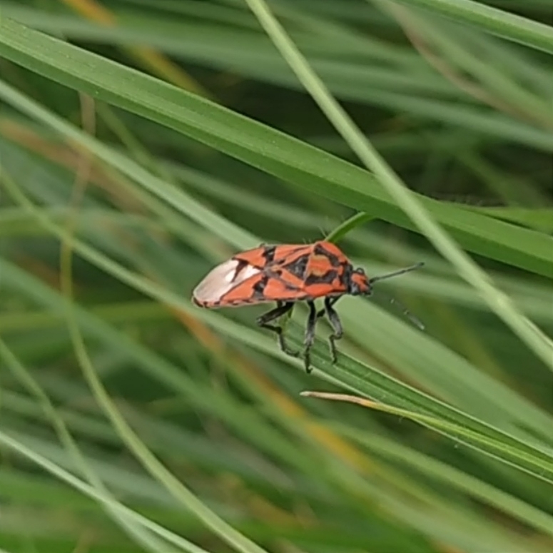 Spilostethus pandurus from San Vicente, Baracaldo, Vizcaya, España on ...