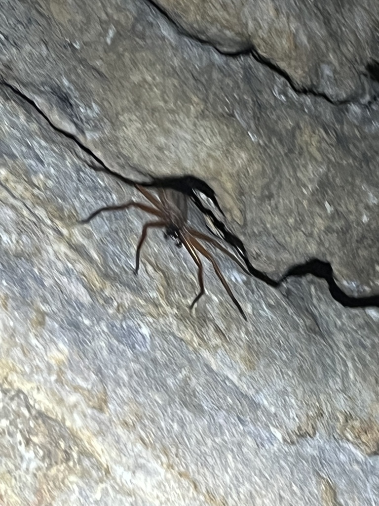 Scorpion Flat Spiders from Nitmiluk National Park, Nitmiluk, NT, AU on ...