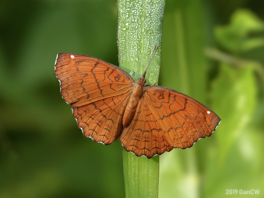 Angled Castor (Butterflies of RT Nagara) · iNaturalist