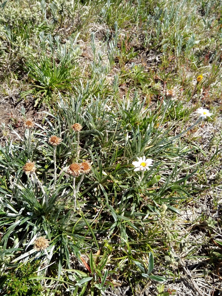 herbfield Celmisia from Unnamed Road, Falls Creek VIC 3699, Australien ...