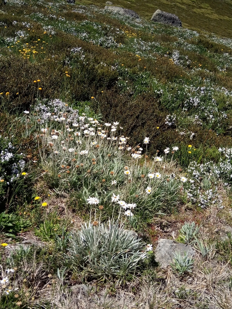 herbfield Celmisia from Unnamed Road, Falls Creek VIC 3699, Australien ...