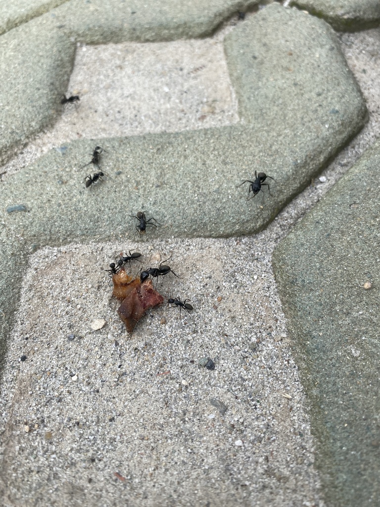 Japanese Carpenter Ant from 玄武大道, 南京市, 江苏省, CN on July 12, 2023 at 04: ...