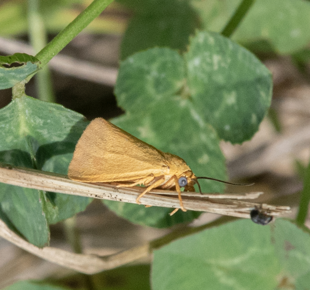 Virbia Moths from Lunenburg County, VA, USA on July 10, 2023 at 01:20 ...
