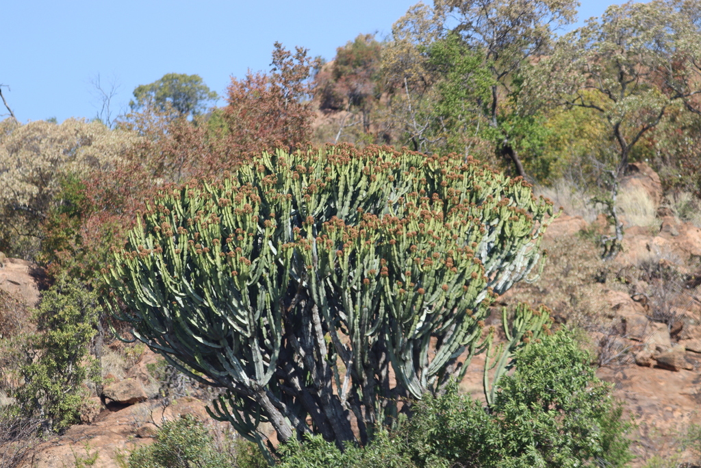 Common Tree Euphorbia from Pilanesberg National Park, South Africa on ...