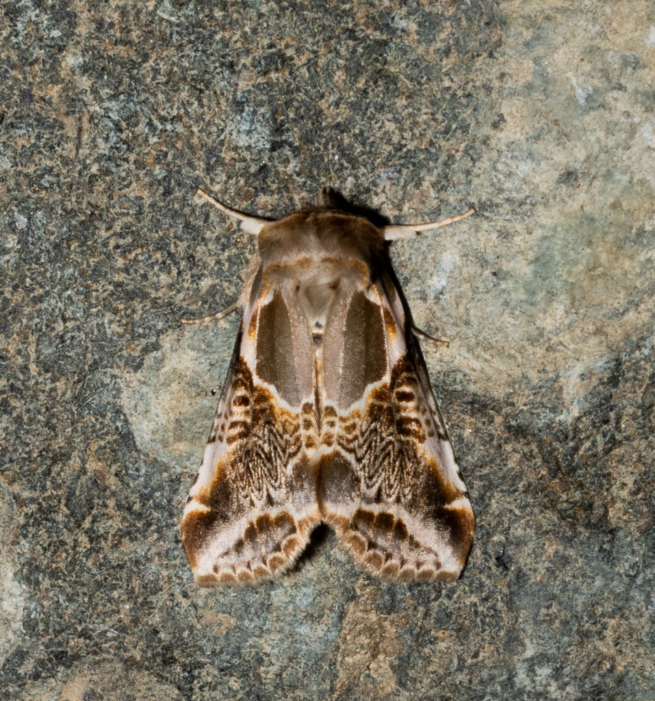 Lettered Habrosyne Moth from Val-d'Or, QC, Canada on July 11, 2023 at ...