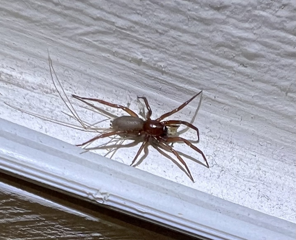 Ground Spiders from Cadiz Dr, San Jose, CA, US on July 12, 2023 at 03: ...