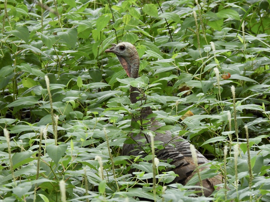 Wild Turkey from Theodore Roosevelt Island, Washington, DC, US on July ...
