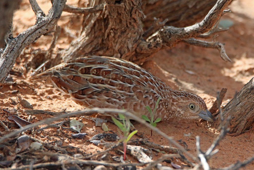Little Buttonquail from Birdsville QLD 4482, Australia on May 31, 2022 ...
