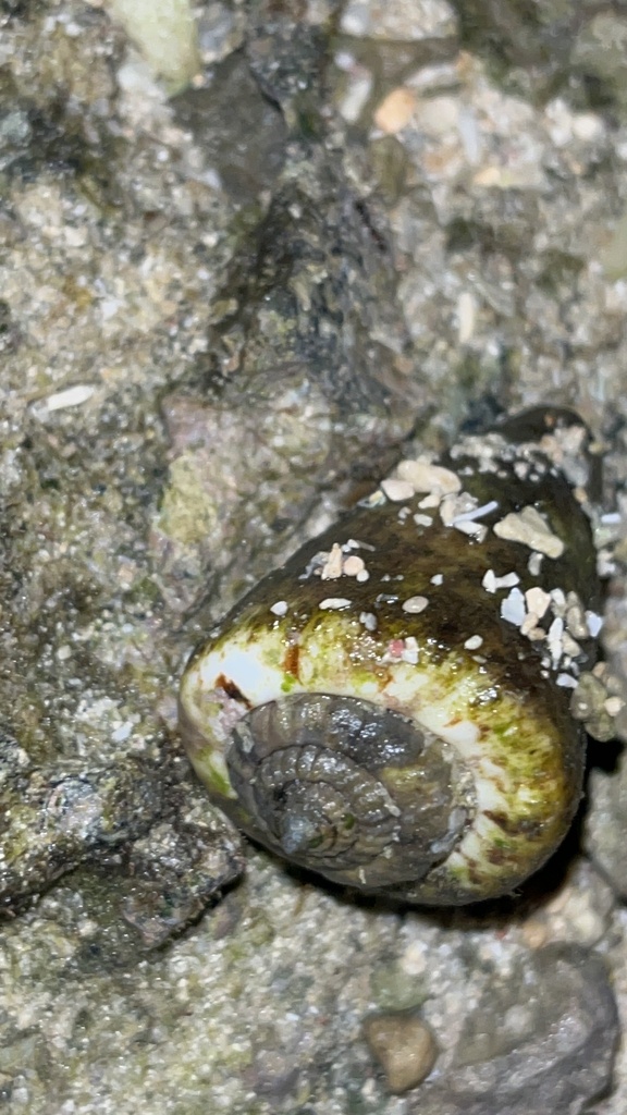 Conomurex in July 2023 by alexbarnard · iNaturalist