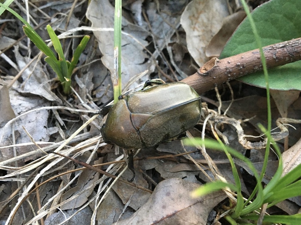 Japanese Drone Beetle from 日本、〒181-0011 東京都三鷹市井口 on July 9, 2023 by ...