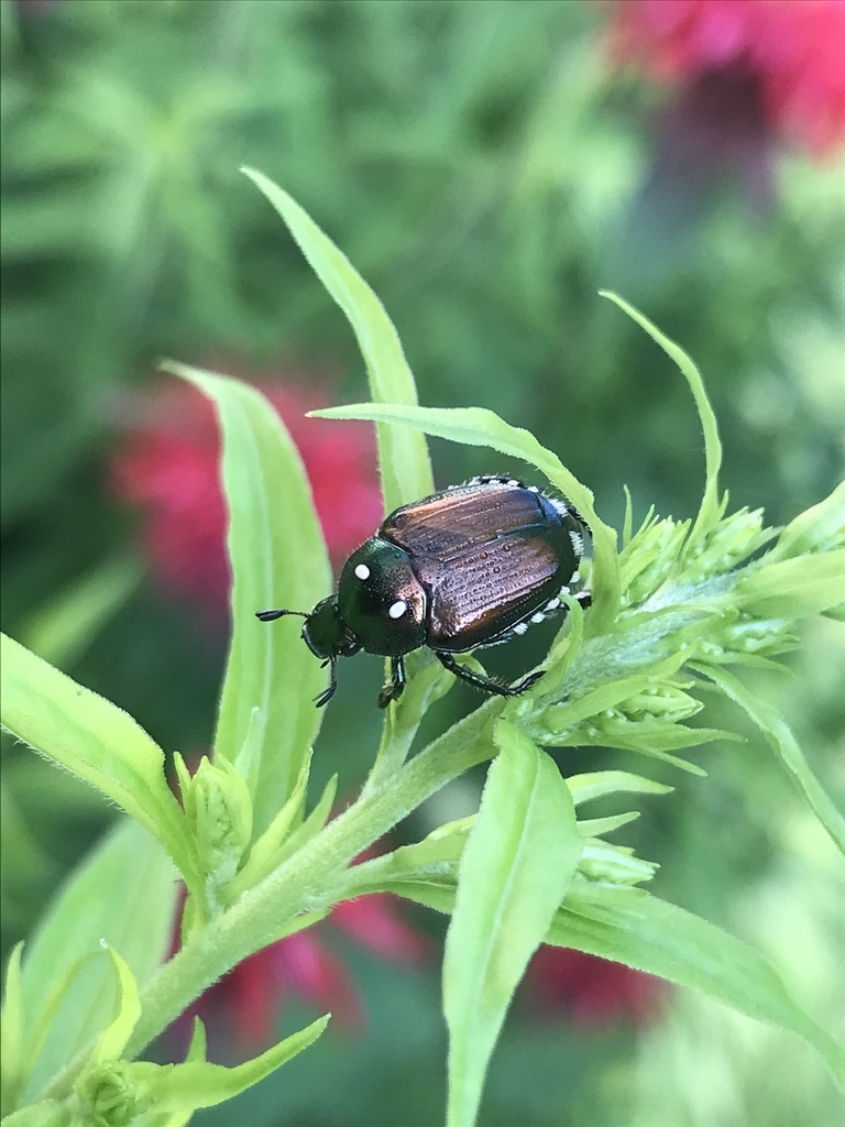 Japanese Beetle from Wyman Rd, New Ipswich, NH, US on July 12, 2023 at ...