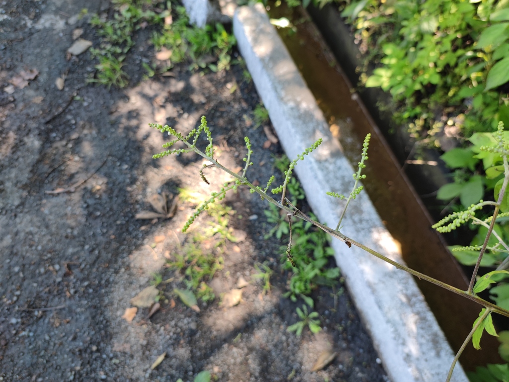 dicots from Санаторная, Владивосток, Приморский край, Россия on July 12 ...