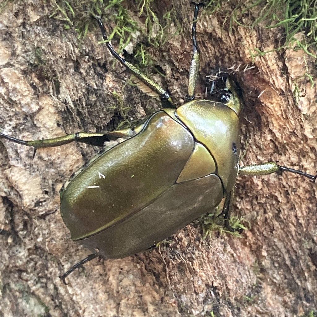 Japanese Drone Beetle in July 2023 by nao-kun · iNaturalist