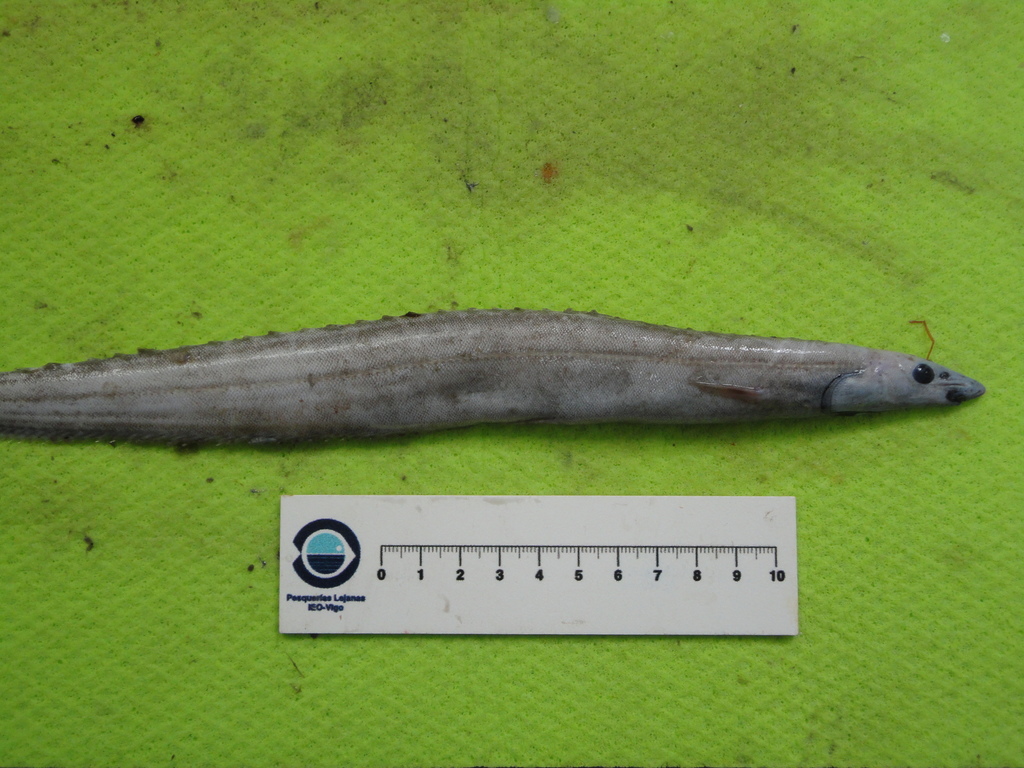 Halosaurs and Deep-sea Spiny Eels (Notacanthiformes) - Marine Life ...