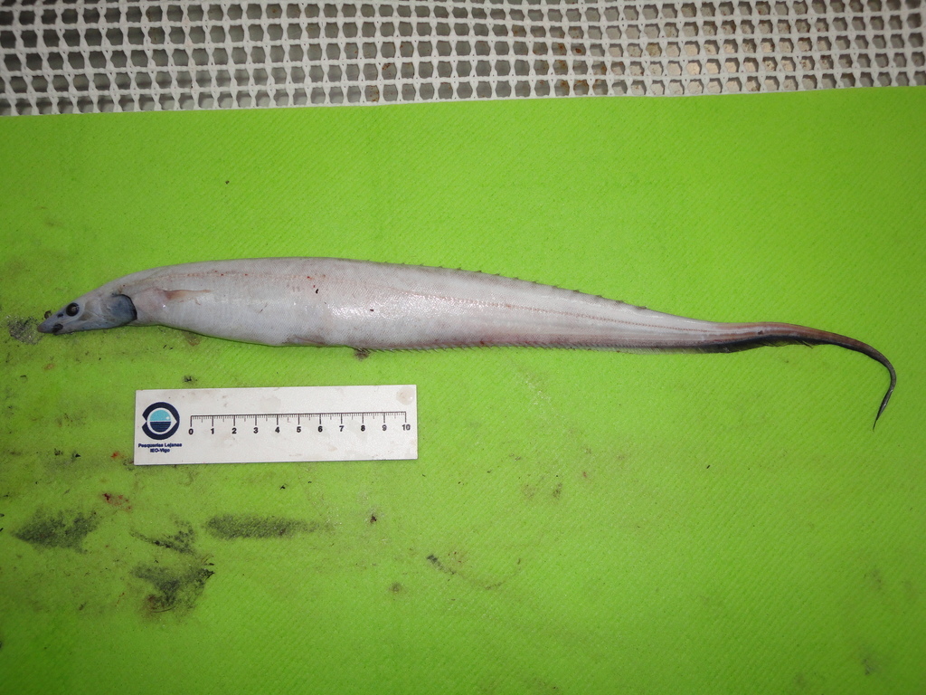 Halosaurs and Deep-sea Spiny Eels (Notacanthiformes) - Marine Life ...