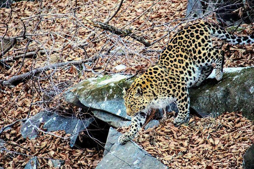 Amur Leopard in February 2019 by Royle Safaris · iNaturalist