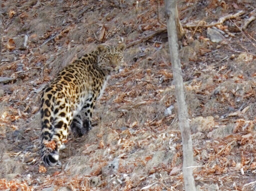 Amur Leopard in December 2017 by Royle Safaris · iNaturalist