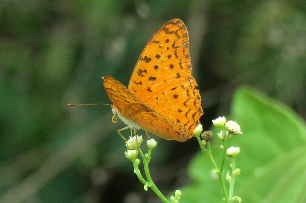 Common Leopard in July 2023 by Deepa Mohan. Common Leopard with ...