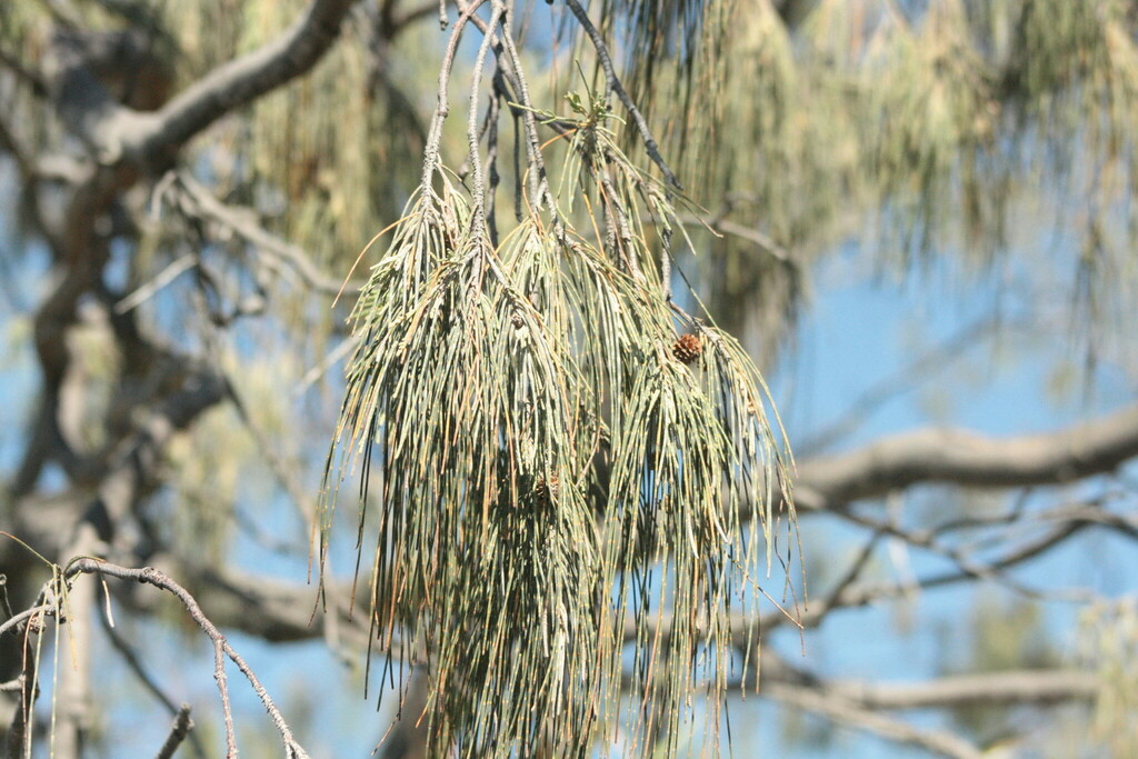 Beach Sheoak from Seventeen Seventy QLD 4677, Australia on May 5, 2019 ...