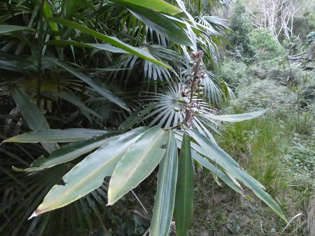 Native Ginger from Arakoon NSW 2431, Australia on January 4, 2019 at 07 ...