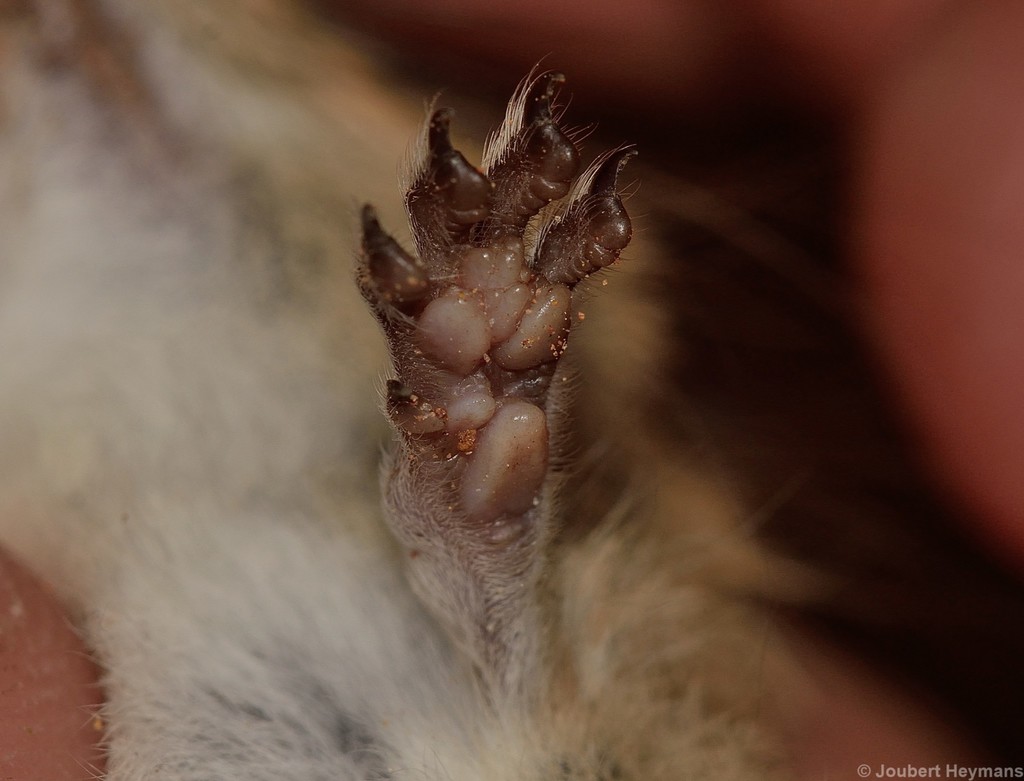 Sengis (Macroscelididae) - Know Your Mammals