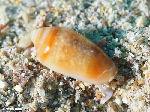 Volvarina juanitae · iNaturalist