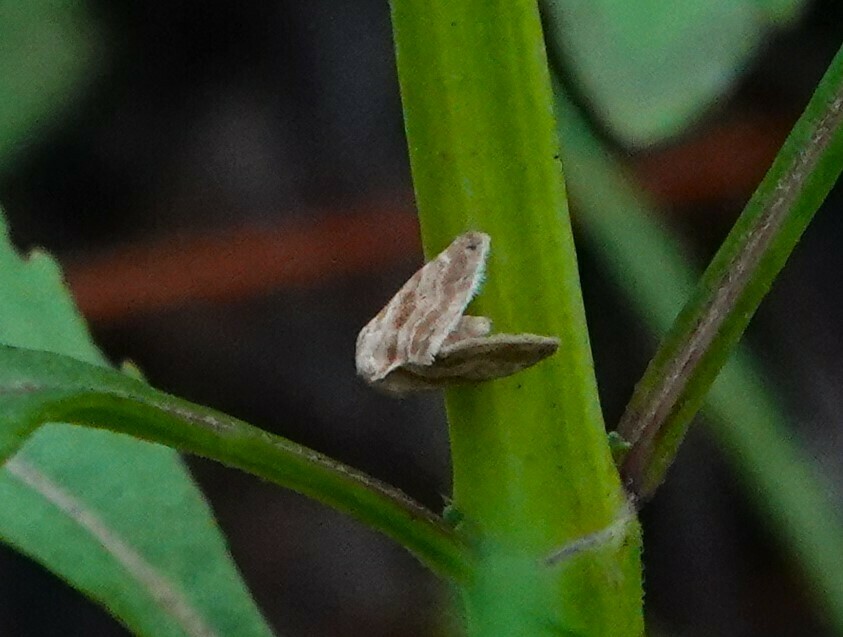 Everlasting Bud Moth from Polk County, FL, USA on July 11, 2023 at 11: ...