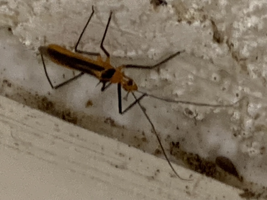 Red Bull Assassin Bug from camp mohawk, Alvin, TX, US on July 9, 2023 ...