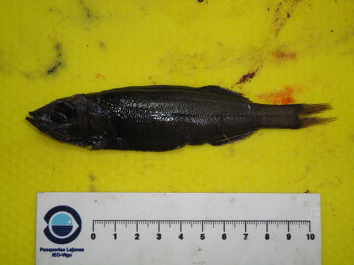 Multipore Searsid (Normichthys operosus) · iNaturalist