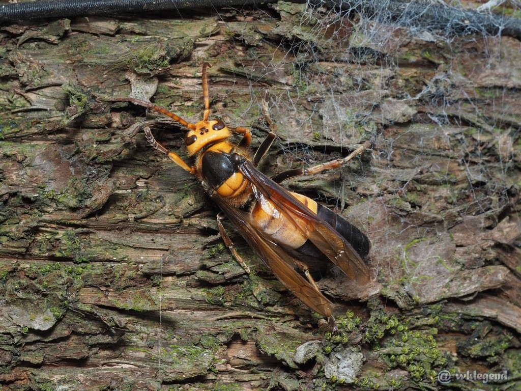 Southern Giant Hornet from Sai Kung, HK on January 5, 2019 by wklegend ...