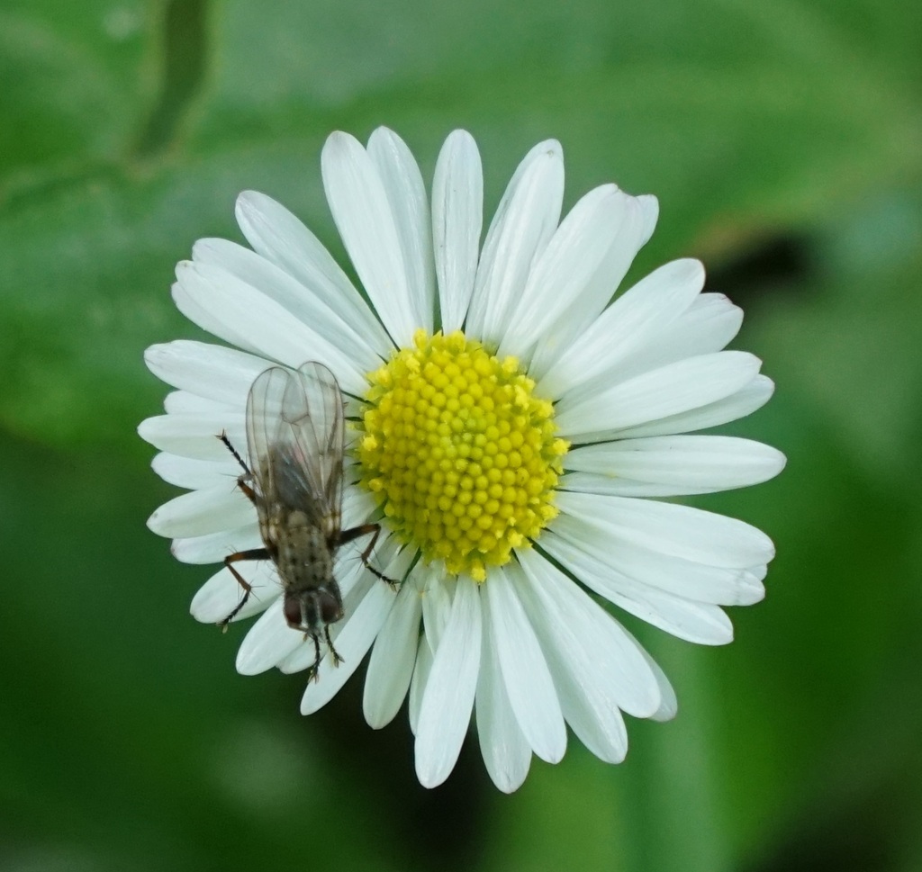 Coenosia tigrina from Czarna Wieś, Kraków, Poland on May 29, 2023 at 01 ...