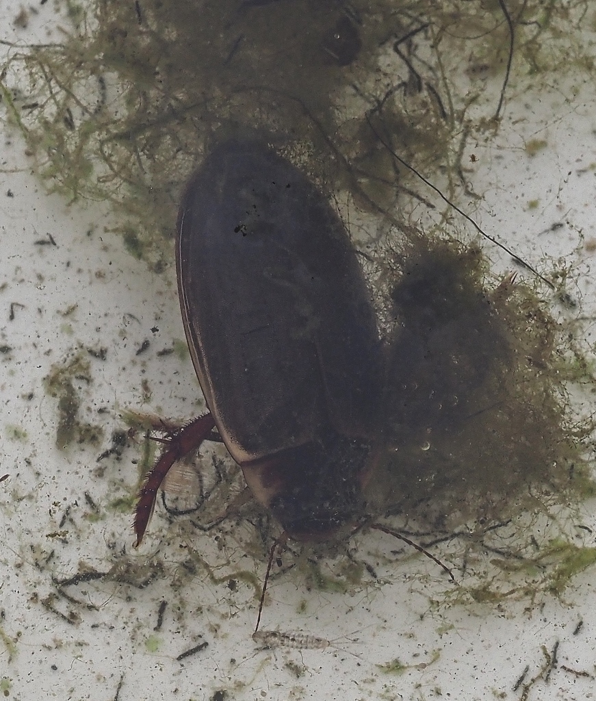 large-grooved diving beetle from Greenford, UK on July 8, 2023 at 03:33 ...