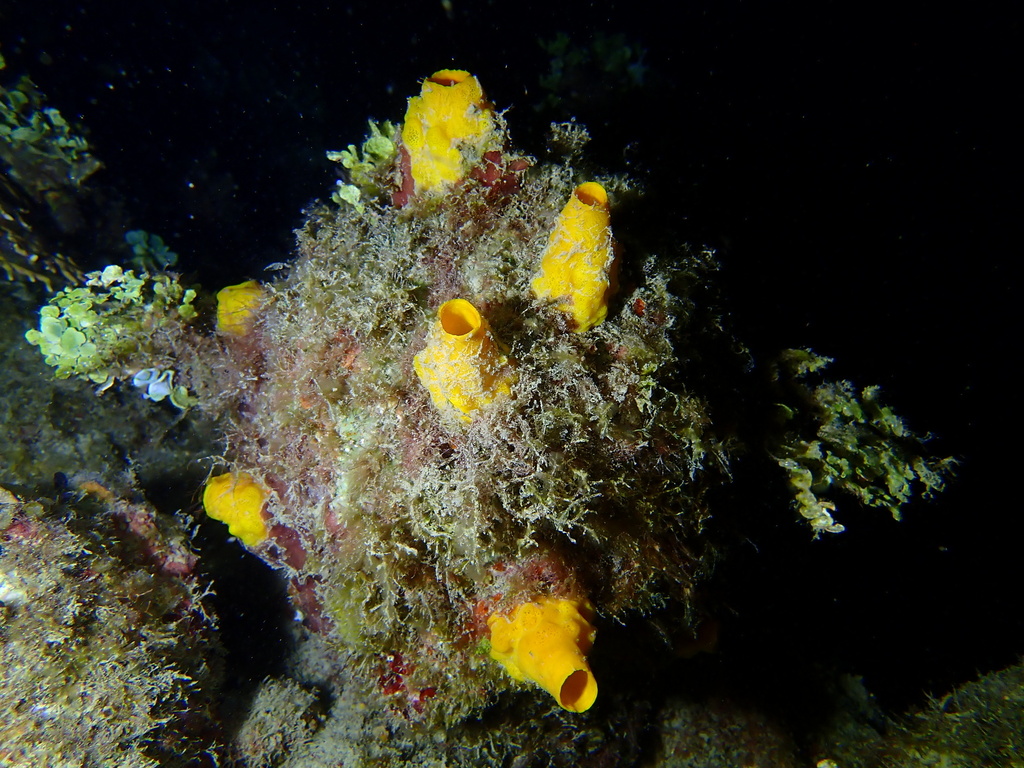 Variable Boring Sponge from Guantánamo Bay, Guantánamo, CU on July 11 ...