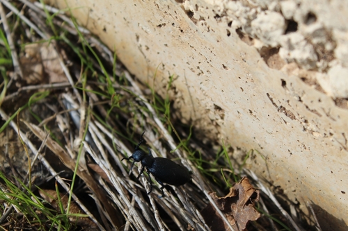 Observations by yaniv-levy · iNaturalist