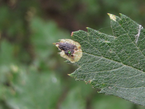 Scarce Thorn Pigmy (Stigmella paradoxa) · iNaturalist