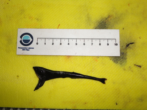 Deepsea Fangjaw (Sigmops bathyphilus) · iNaturalist United Kingdom